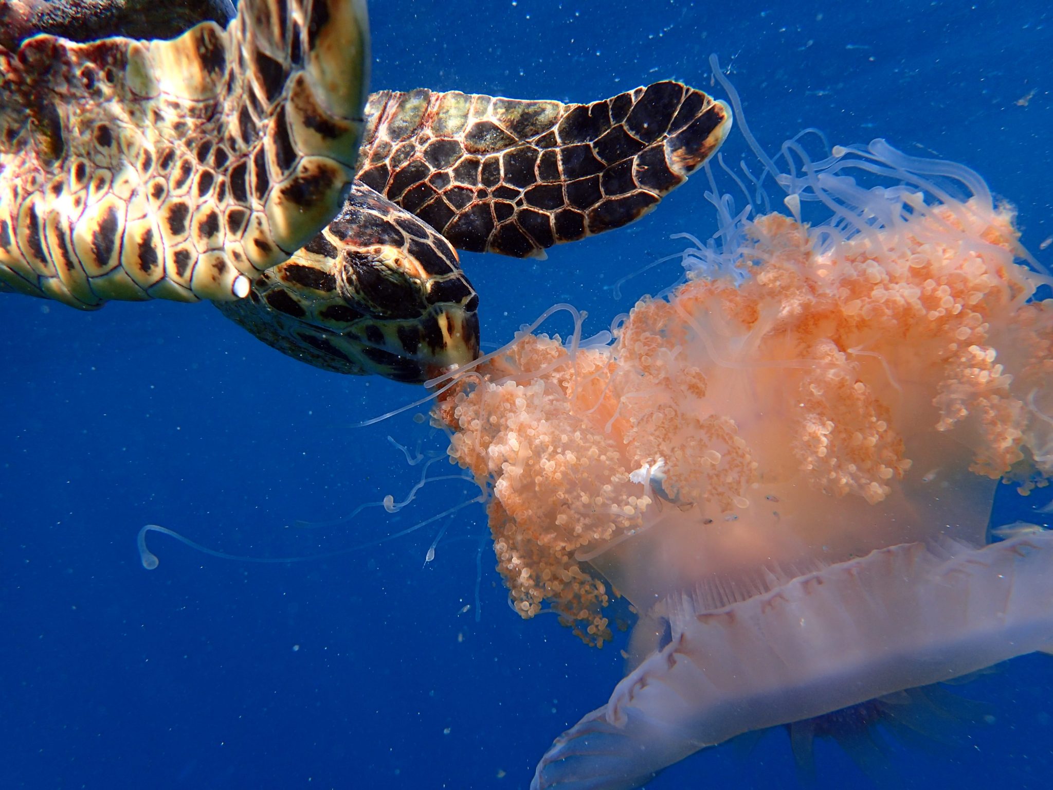 Travel Trade Maldives - Baros Maldives Debuts New Hub for Marine ...